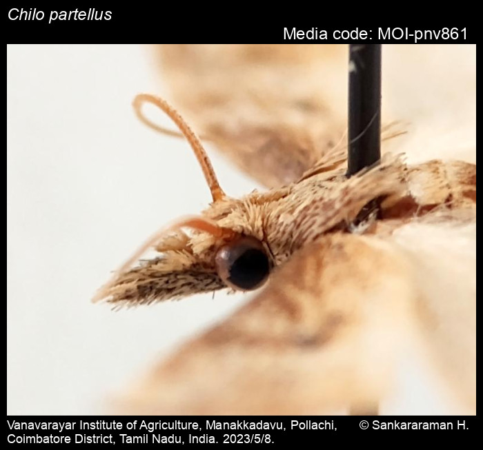 Chilo Partellus Swinhoe 1885 Spotted Stem Borer Moths